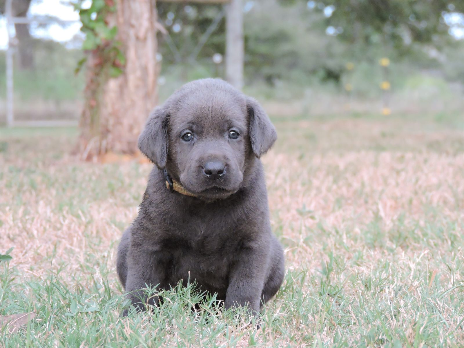 Gray Lab Puppies Wallpapers - Wallpaper Cave