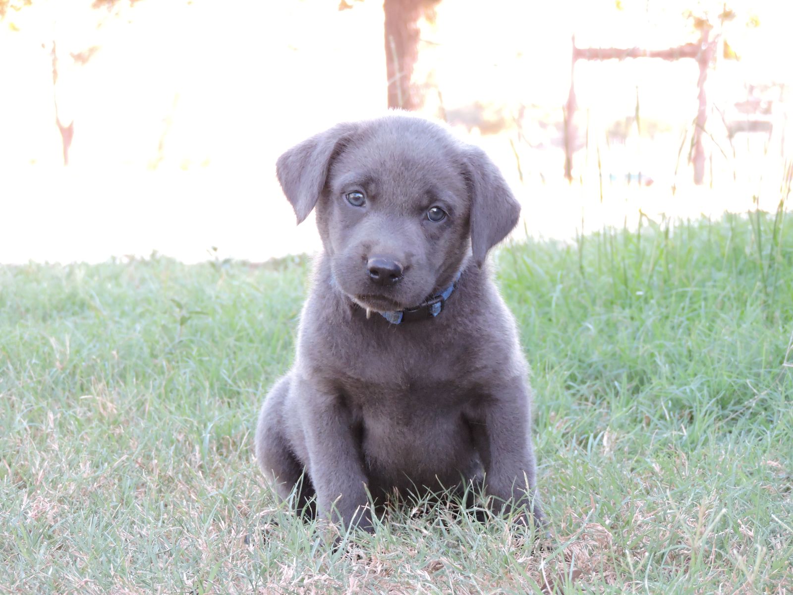 Gray Lab Puppies Wallpapers - Wallpaper Cave