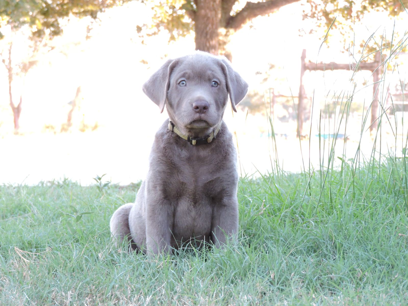 Gray Lab Puppies Wallpapers - Wallpaper Cave