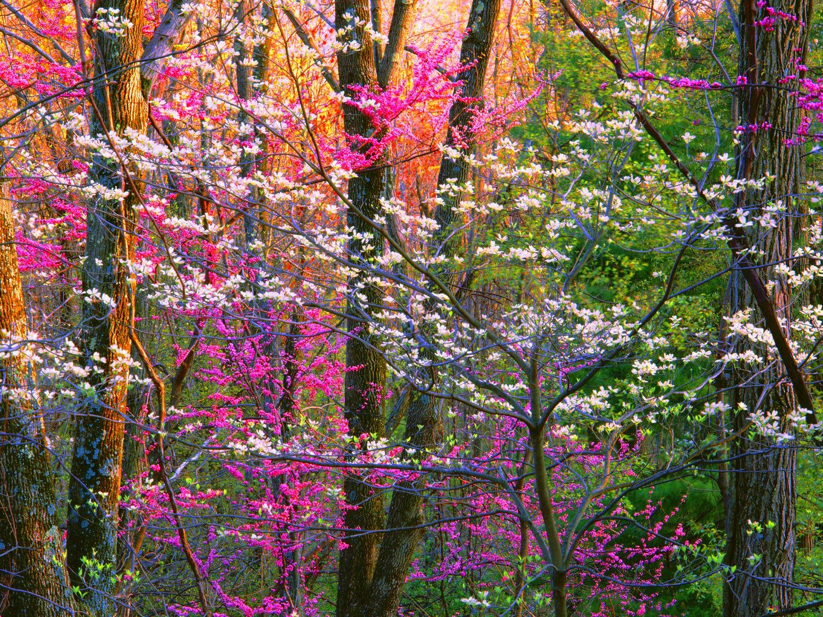 Springtime Forest Computer Wallpapers - Wallpaper Cave