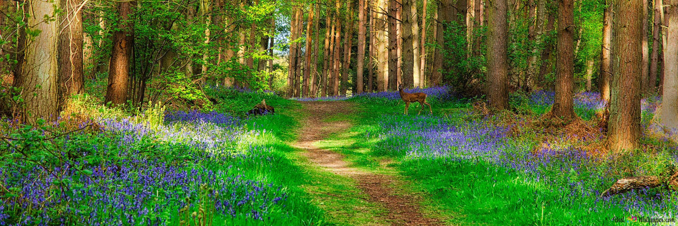 Springtime Forest Computer Wallpapers - Wallpaper Cave