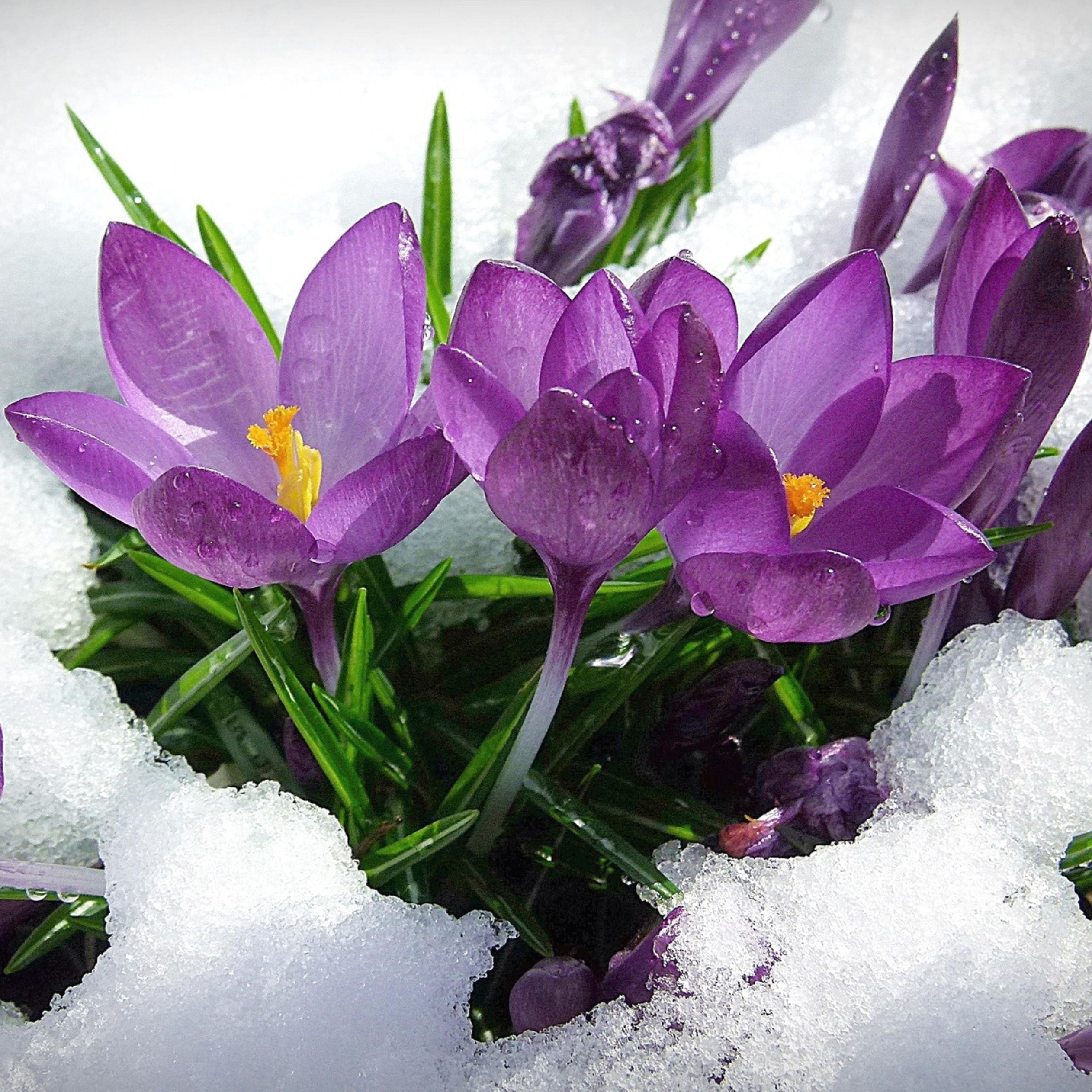 Early Spring iPad Wallpapers - Wallpaper Cave