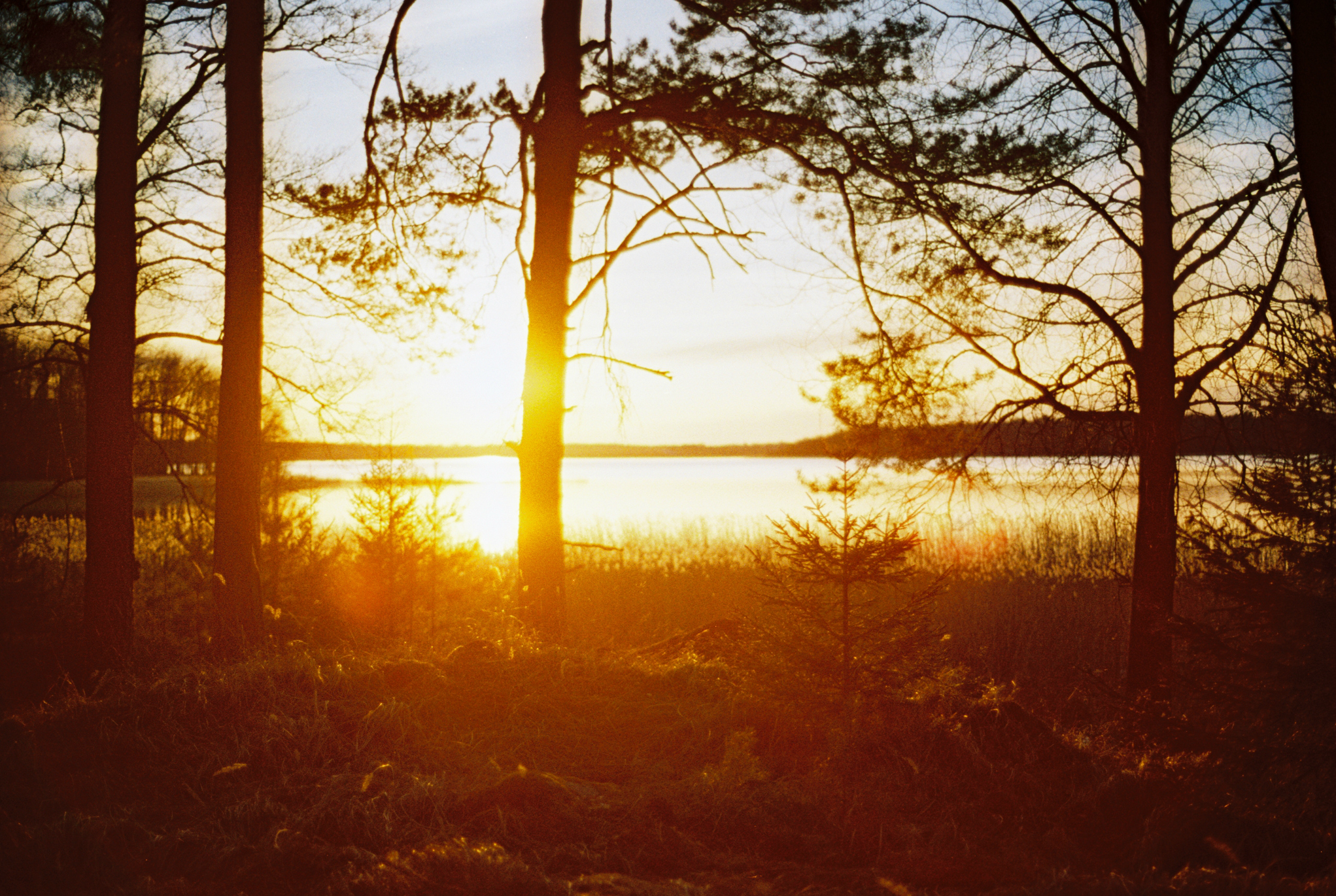 Springtime Forest Computer Wallpapers - Wallpaper Cave