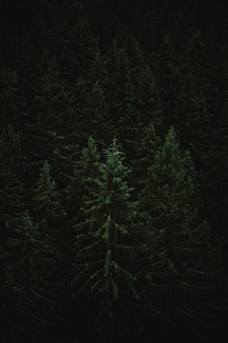 Aesthetic Dark Trees Wallpapers - Wallpaper Cave