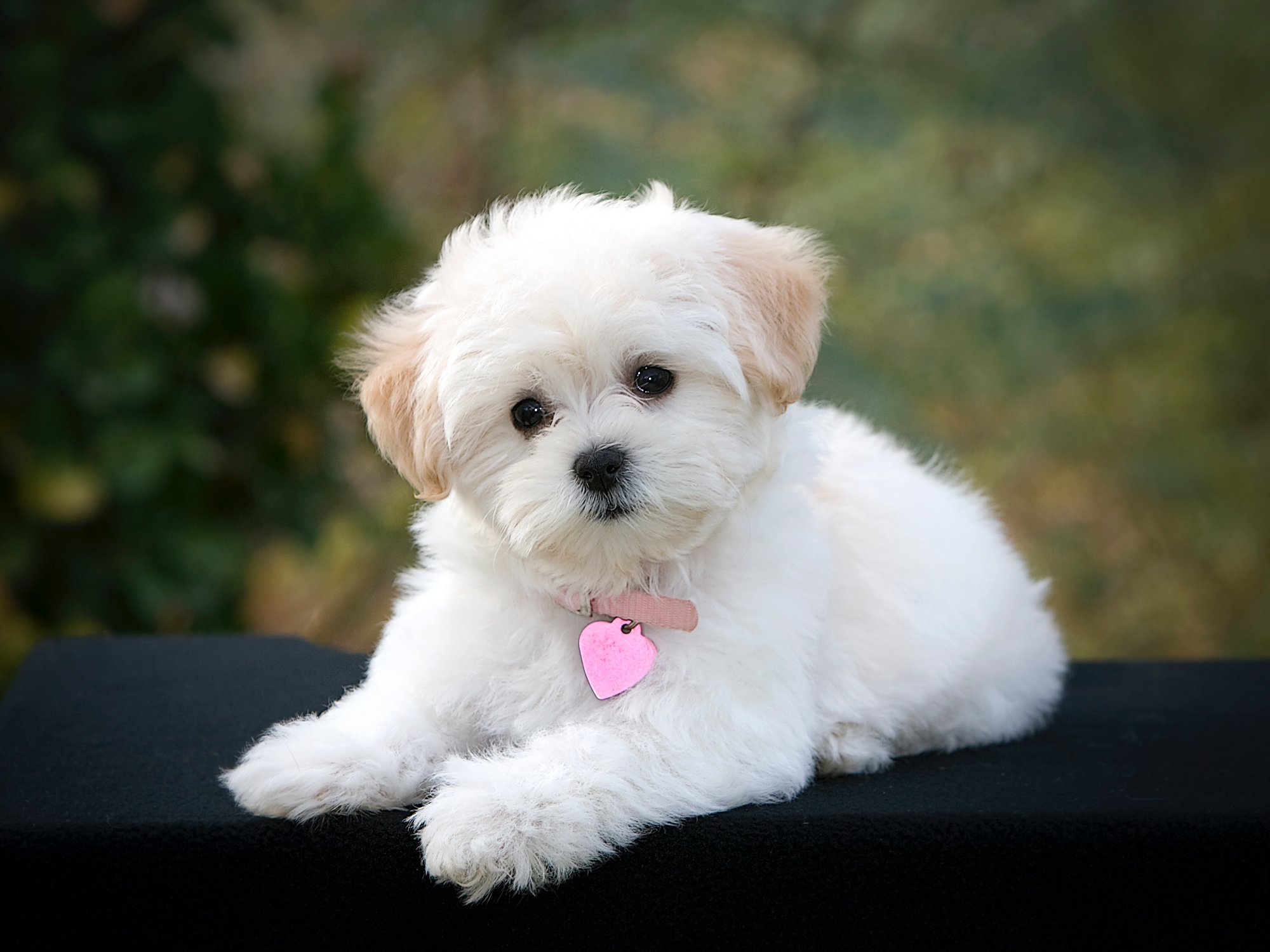 Maltese Dogs Wallpapers - Wallpaper Cave