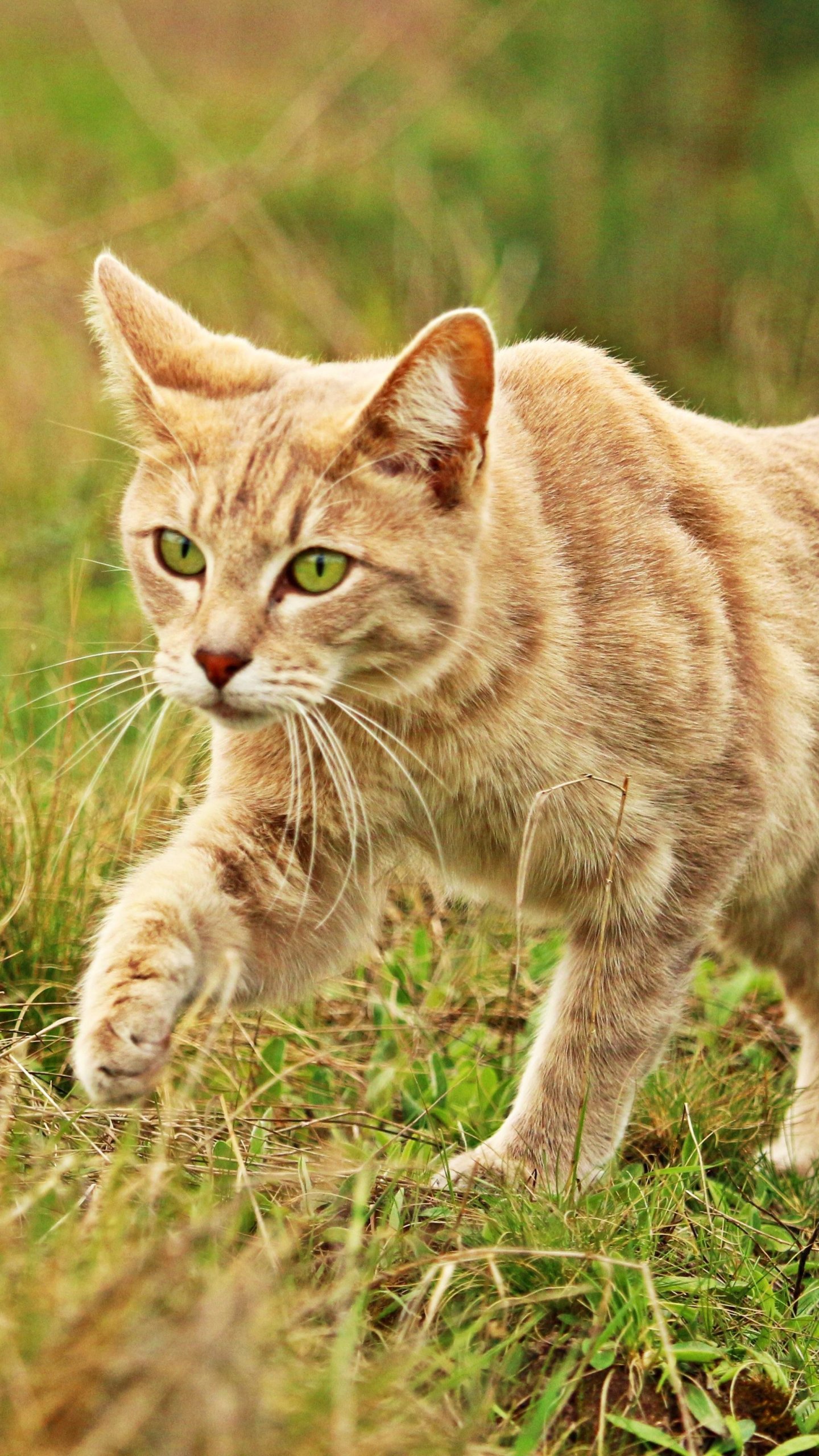 Yellow Cats Wallpapers - Wallpaper Cave