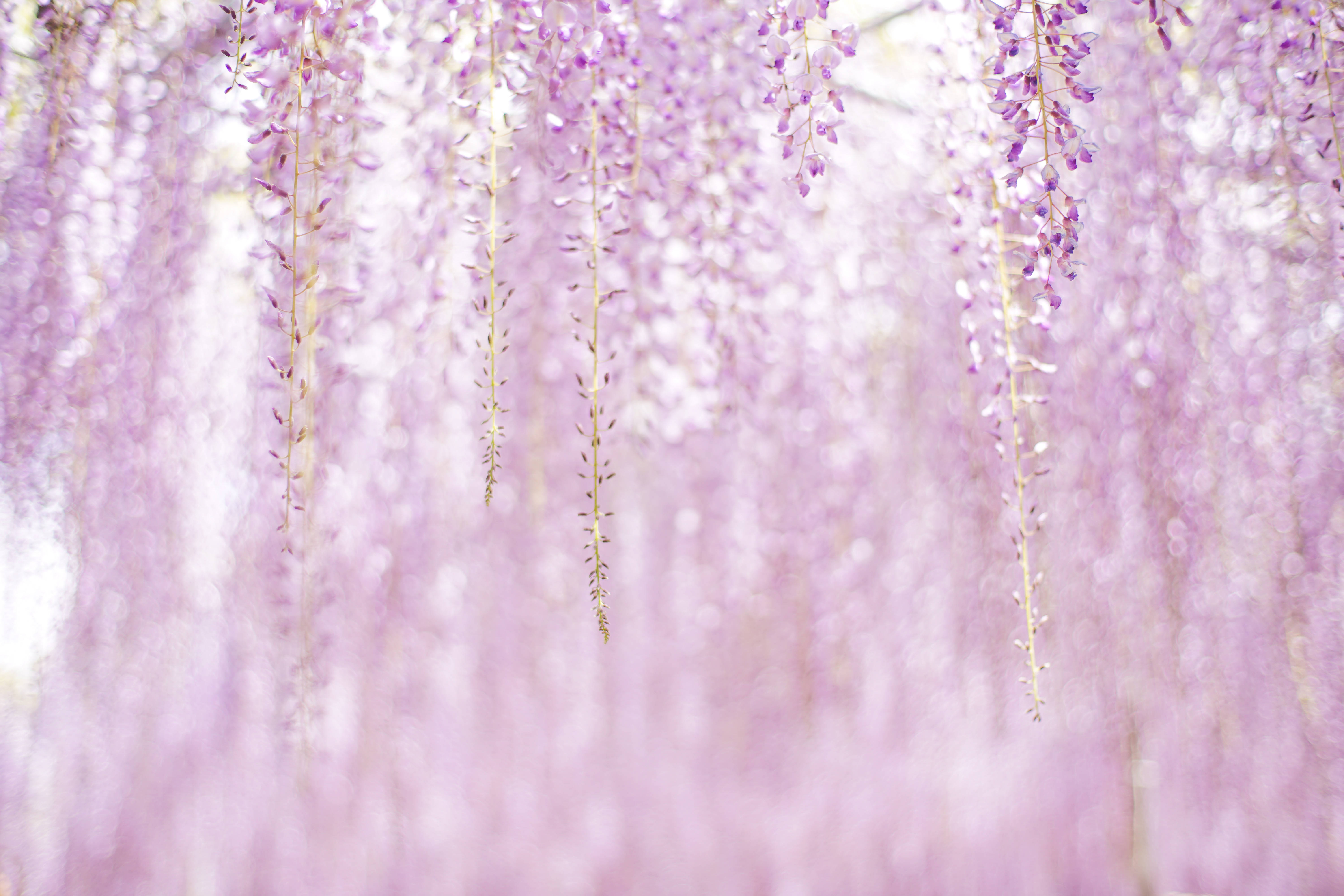 Spring Aesthetic Purple Wallpapers - Wallpaper Cave