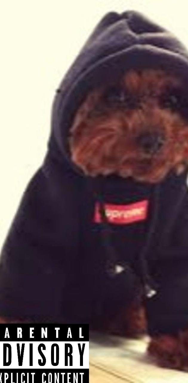 Drip Dog Wallpapers - Wallpaper Cave