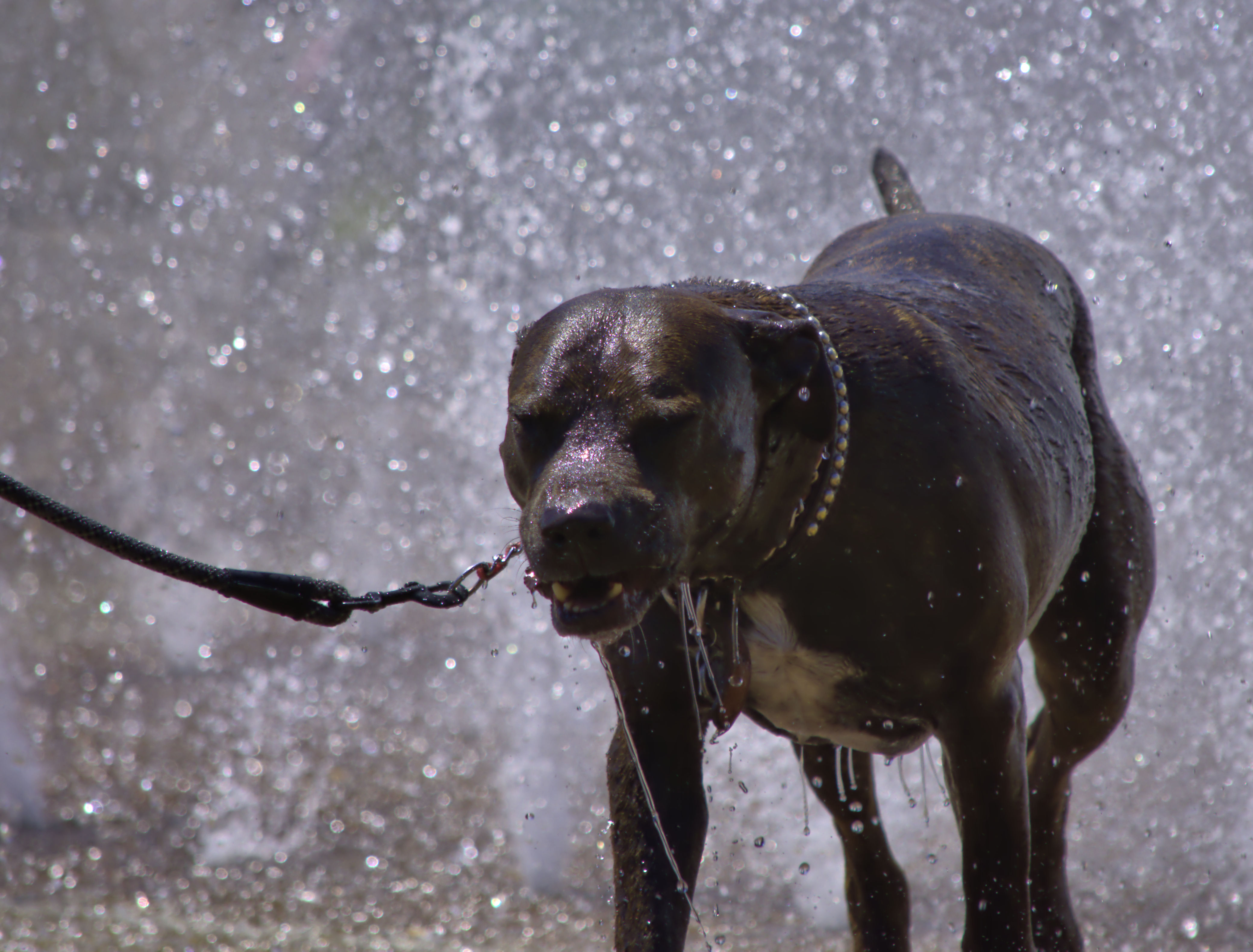 Drippy Dog Wallpapers - Wallpaper Cave