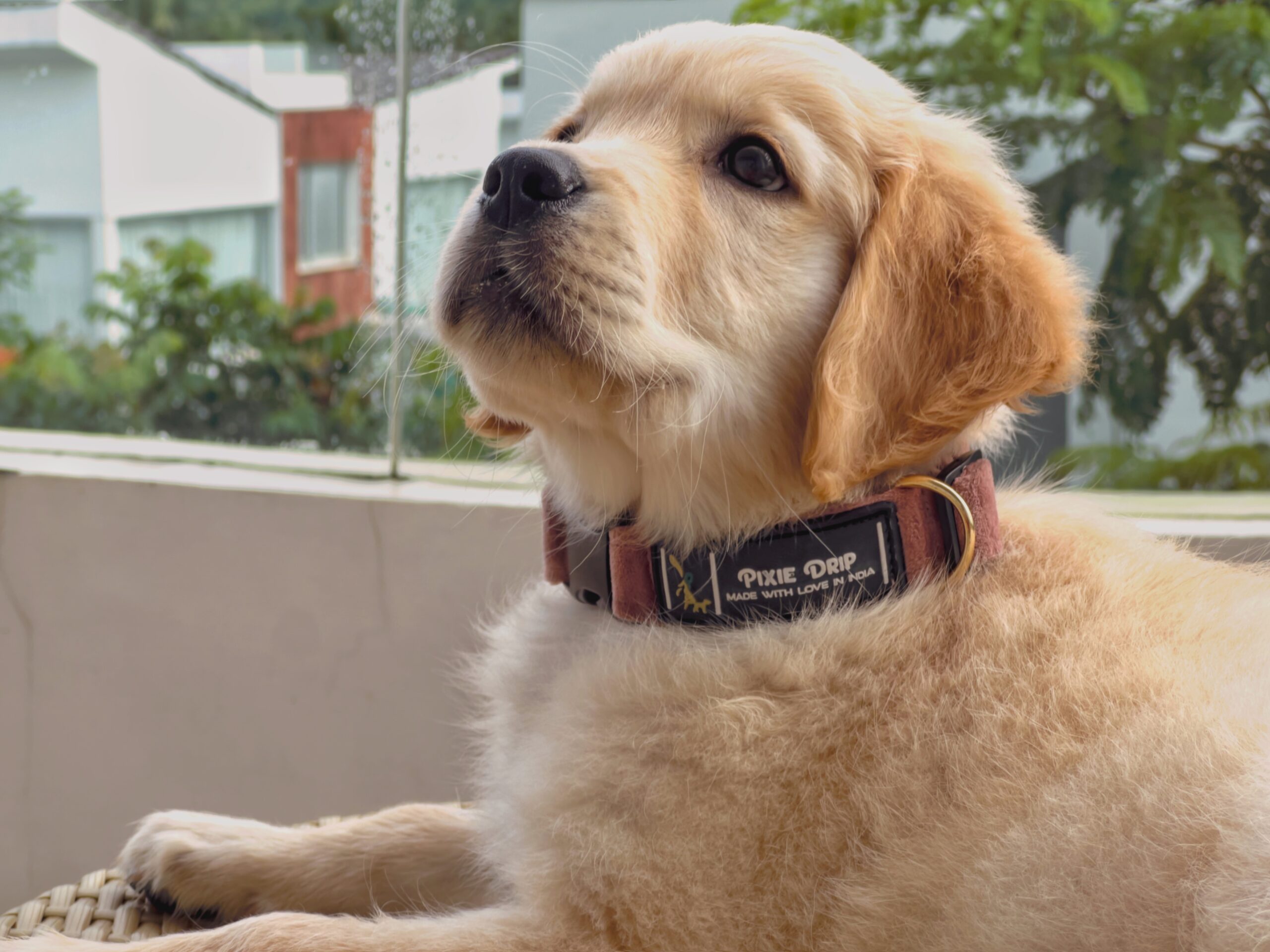 Drip Dog Wallpapers - Wallpaper Cave