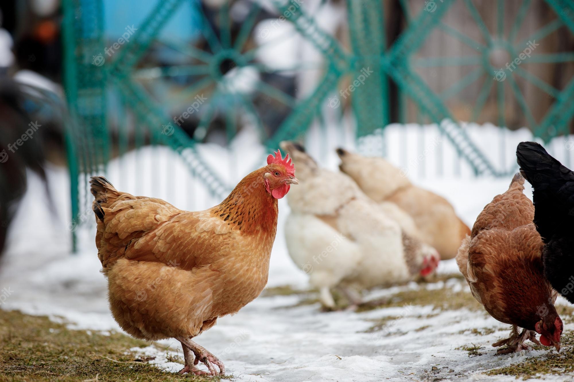 Chicken Farm Wallpapers - Wallpaper Cave