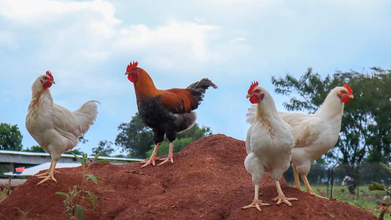 Chicken Farm Wallpapers - Wallpaper Cave