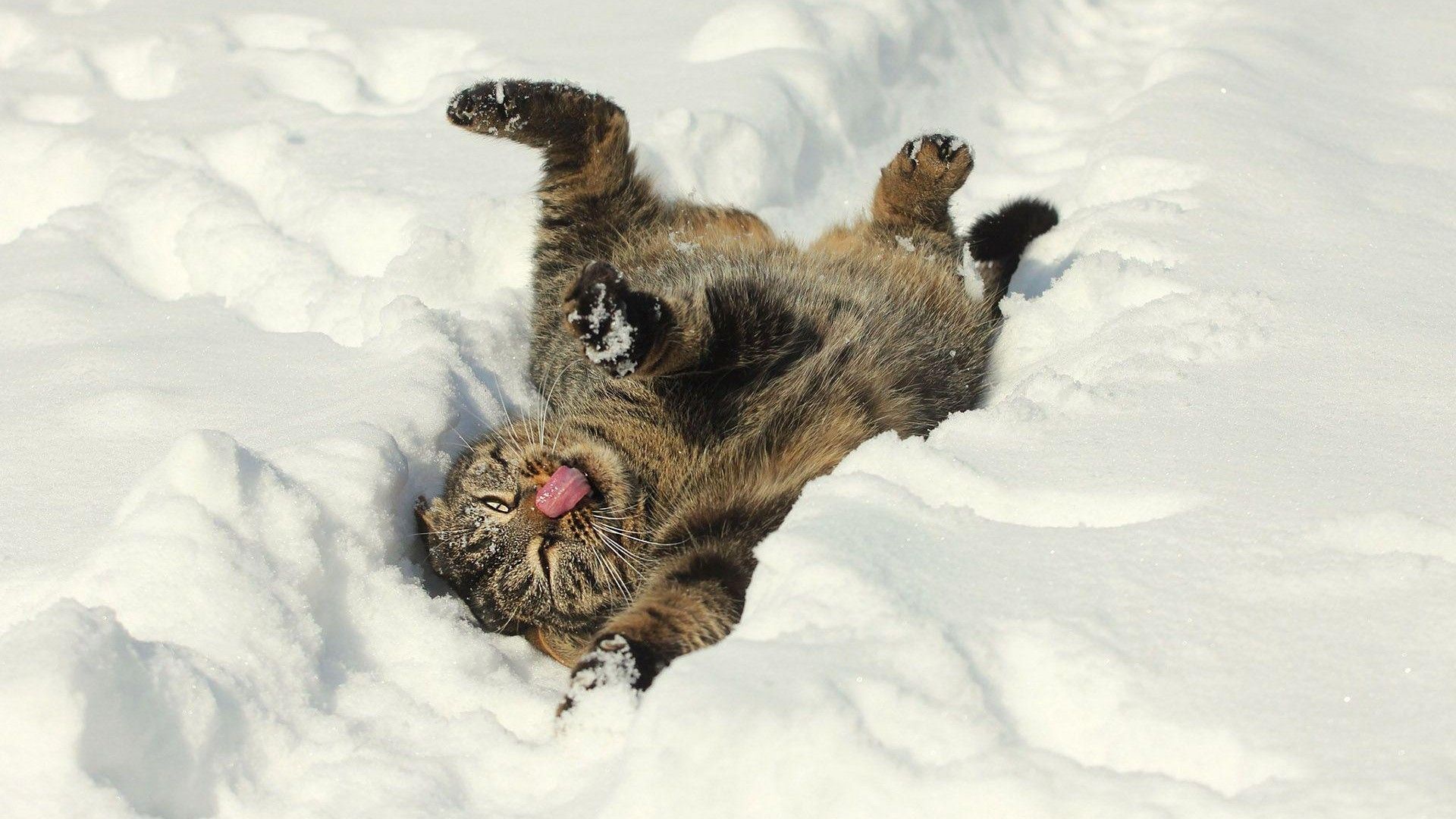 Lazy Winter Wallpapers - Wallpaper Cave