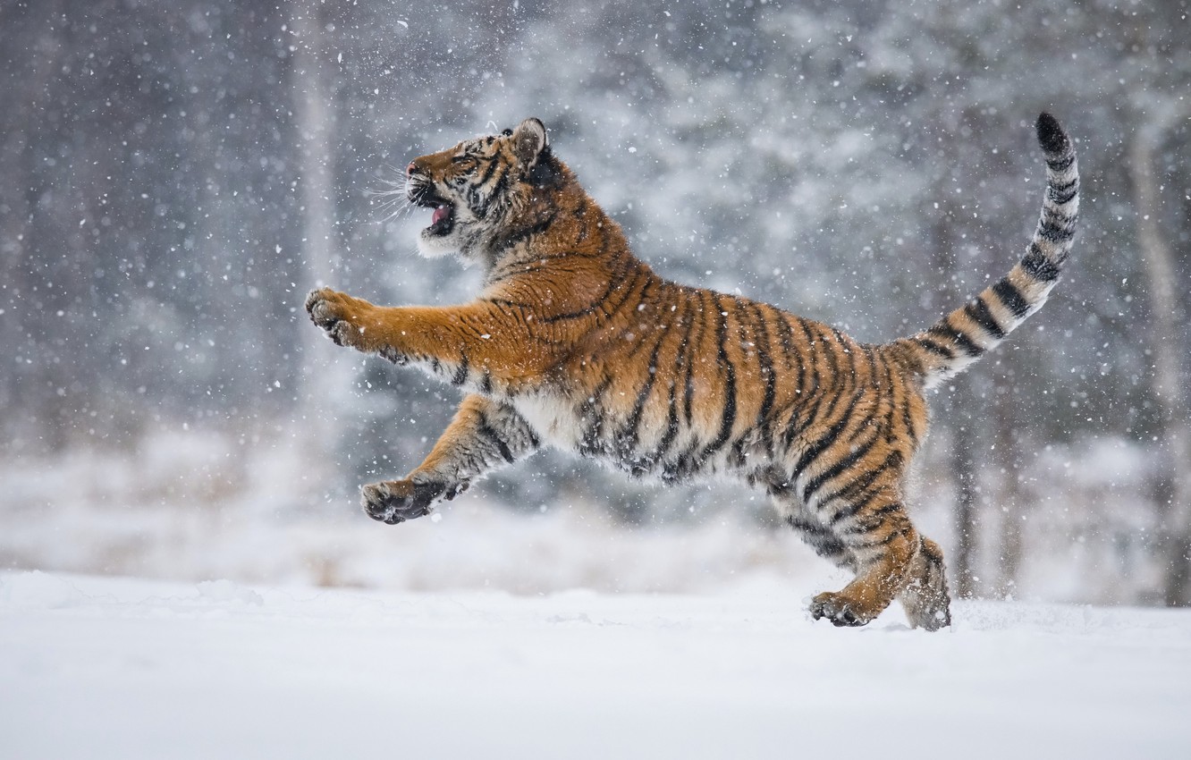Tiger Snow Winter Wallpapers - Wallpaper Cave