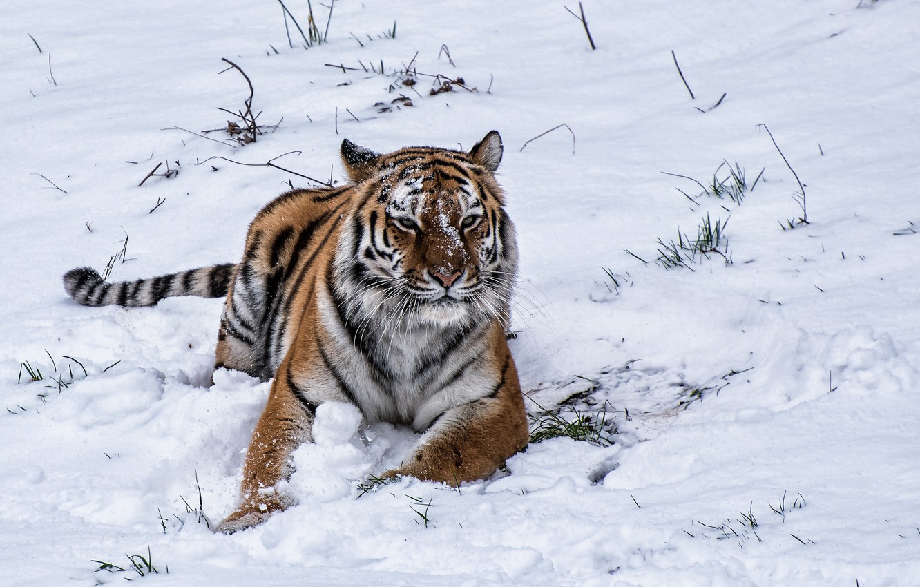 Tiger Snow Winter Wallpapers - Wallpaper Cave