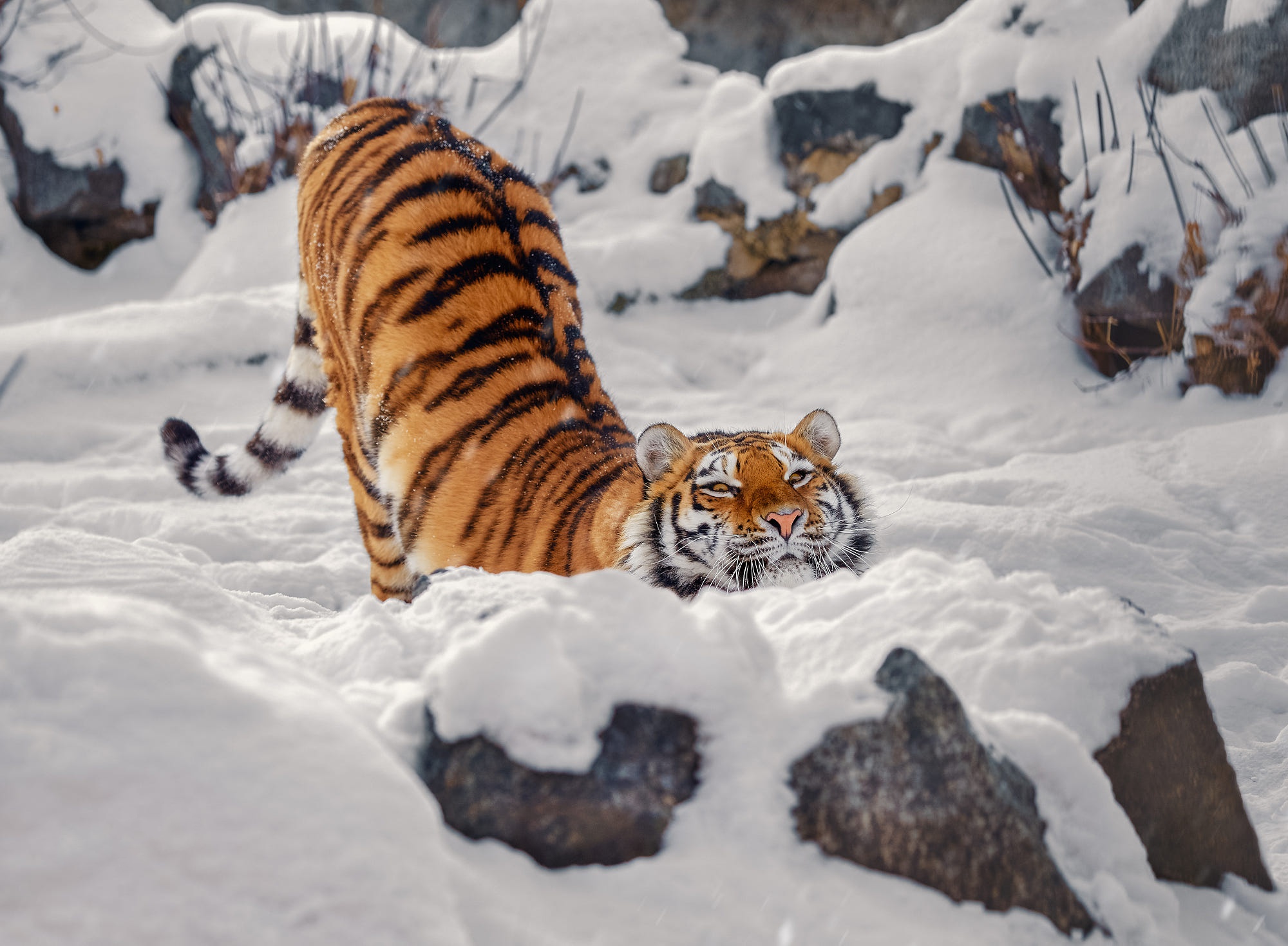 Tiger Snow Winter Wallpapers - Wallpaper Cave