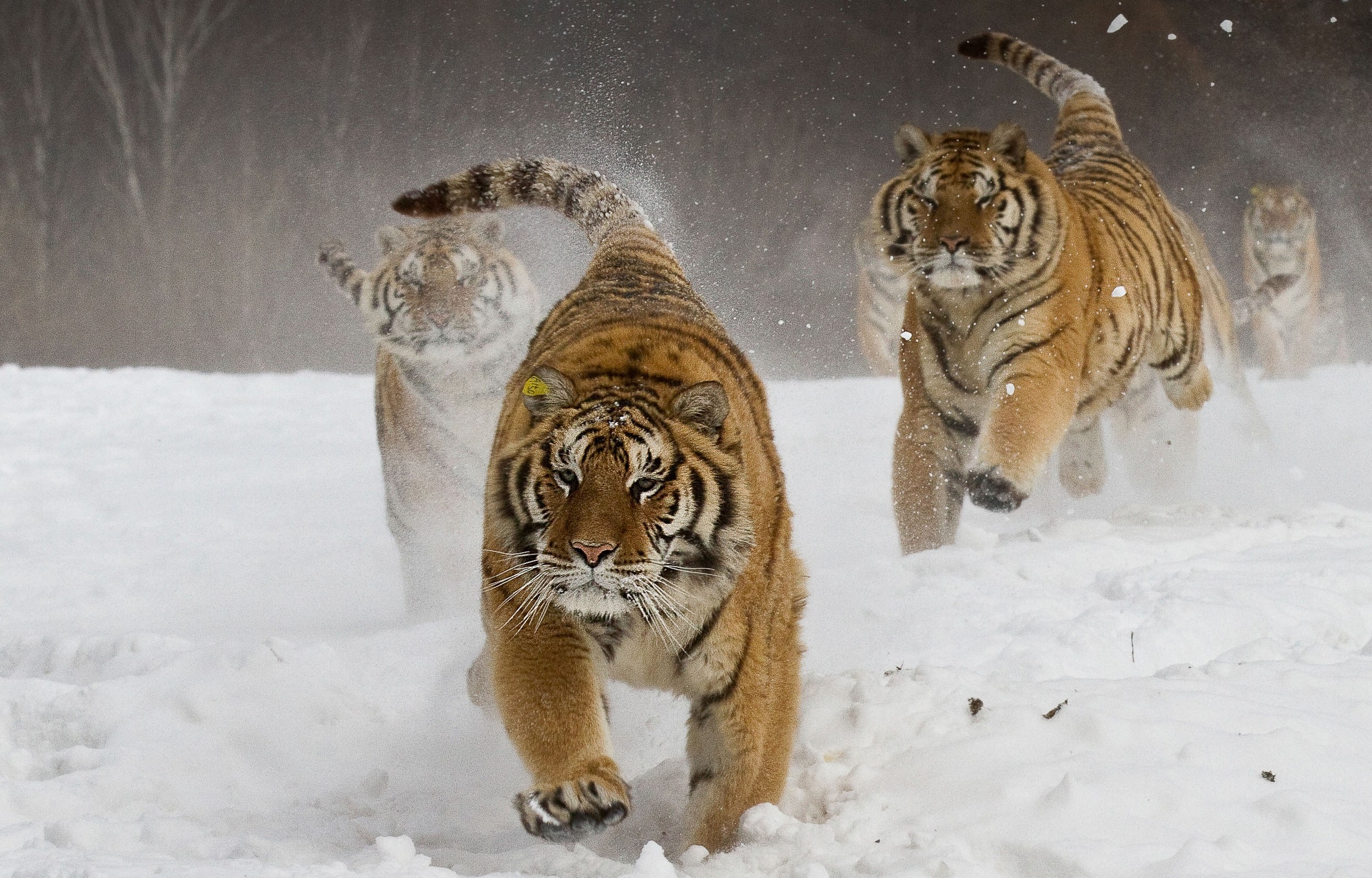 Tiger Snow Winter Wallpapers - Wallpaper Cave