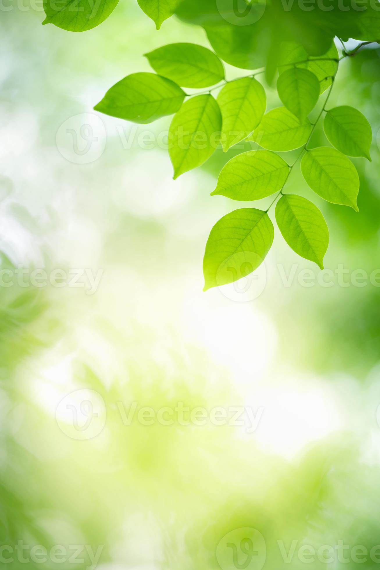 Green Plants Spring Wallpapers - Wallpaper Cave