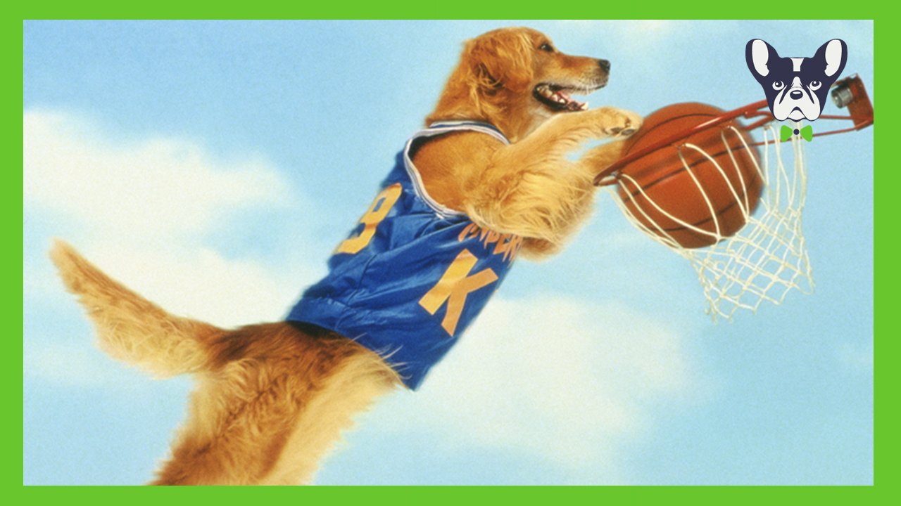 Basketball Dogs Wallpapers - Wallpaper Cave