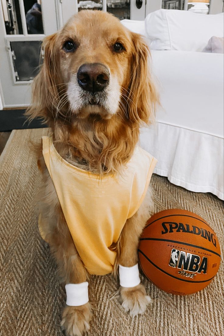 Basketball Dogs Wallpapers - Wallpaper Cave