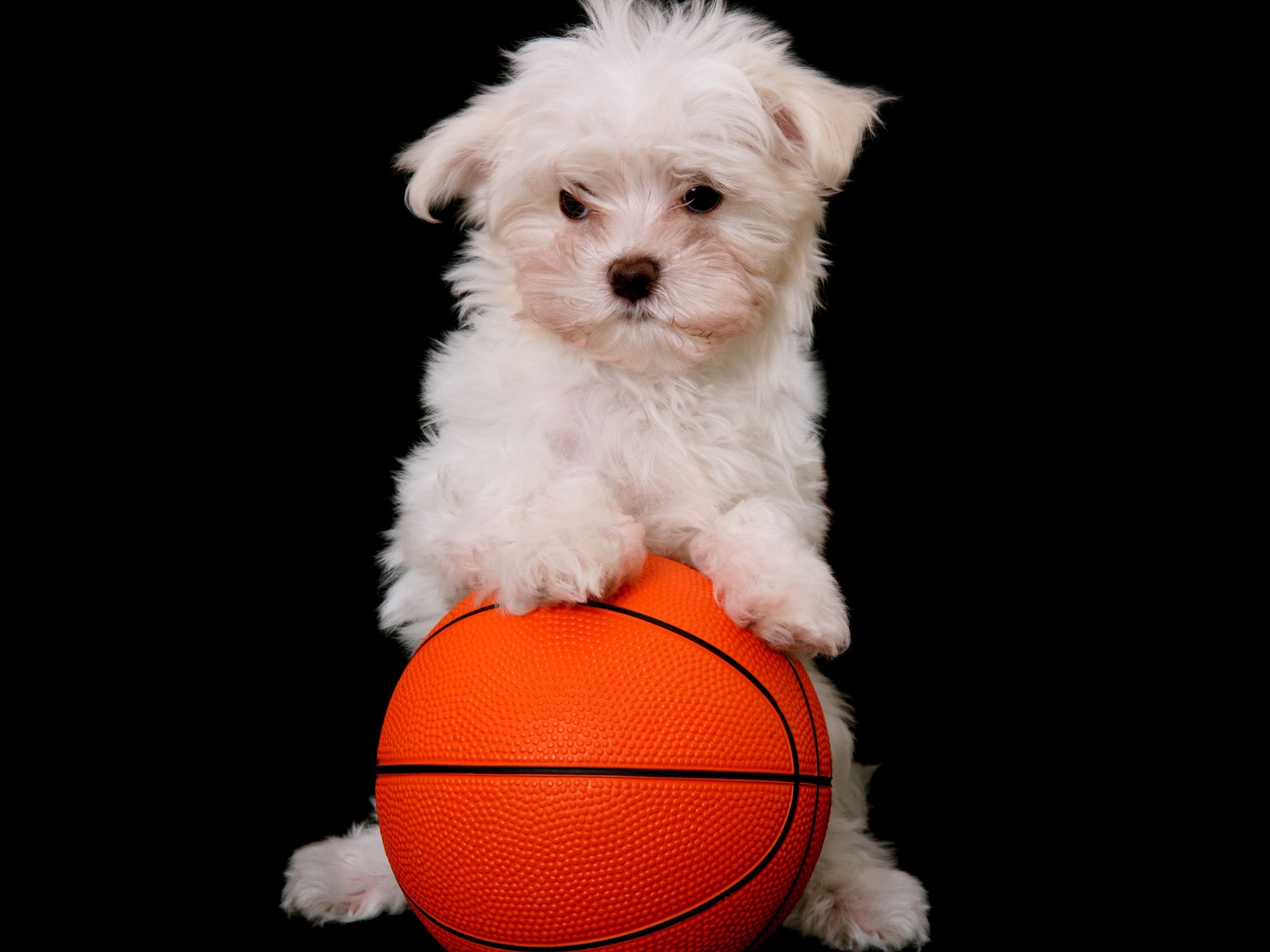 Puppies Playing Basketball
