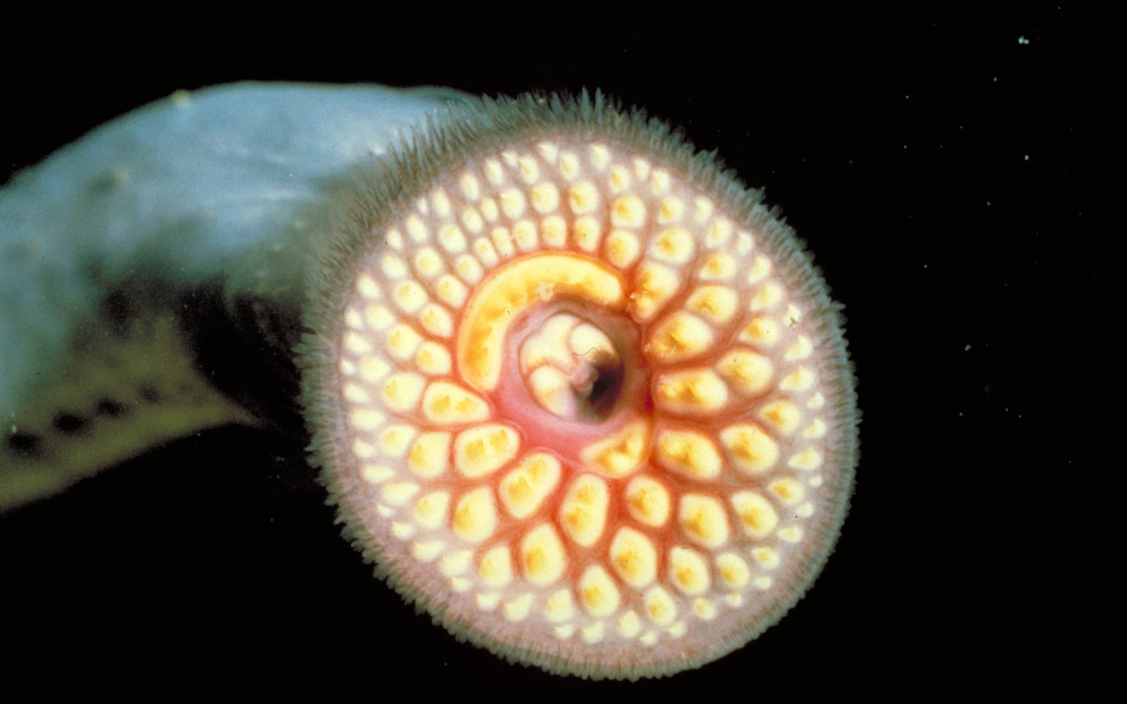 Sea Lamprey Wallpapers - Wallpaper Cave
