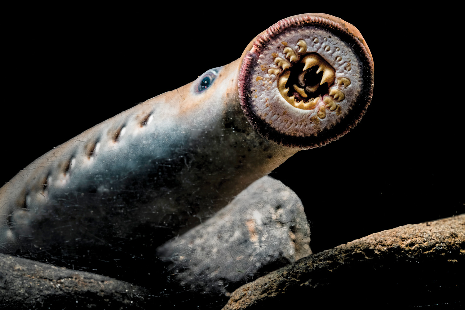 Sea Lamprey Wallpapers - Wallpaper Cave
