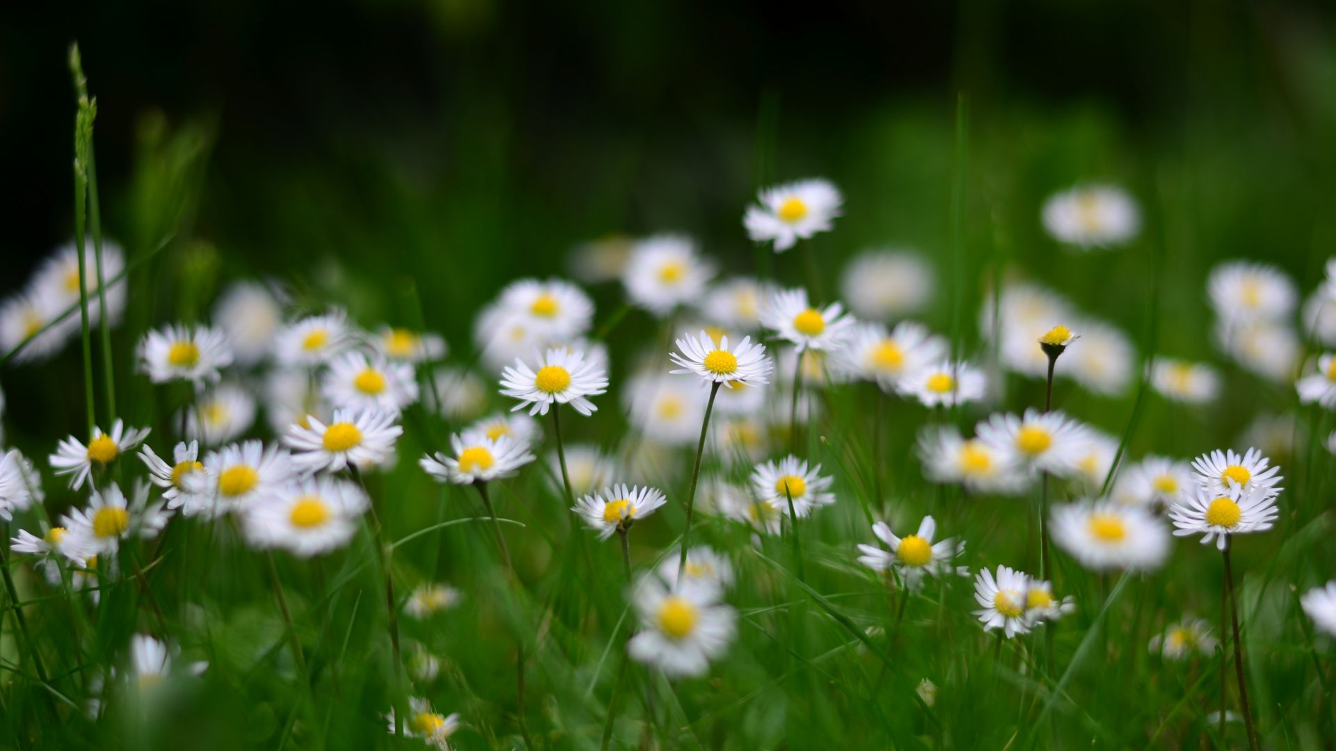 Daisy Spring Wallpapers - Wallpaper Cave