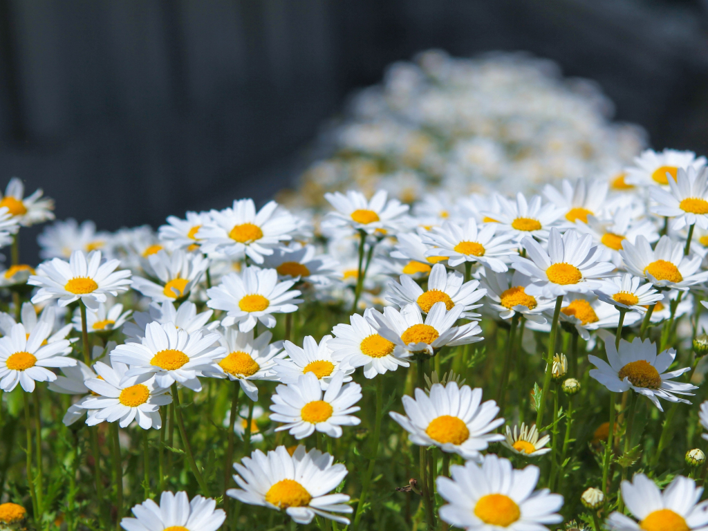 Daisy Spring Wallpapers - Wallpaper Cave