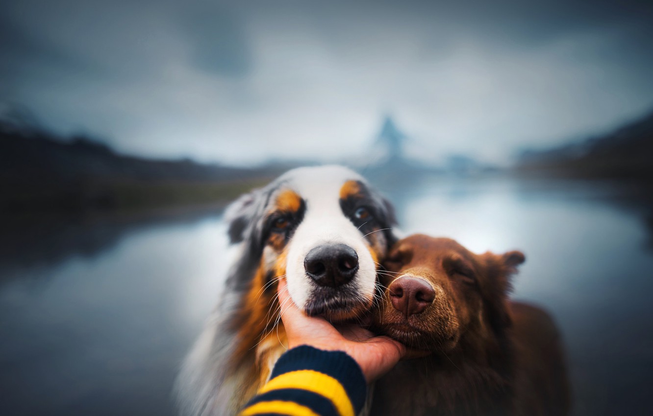 Animals Helping People Wallpapers - Wallpaper Cave