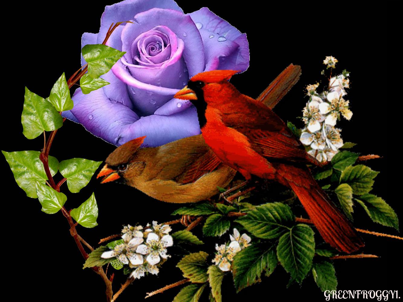 Bird With Roses Wallpapers - Wallpaper Cave