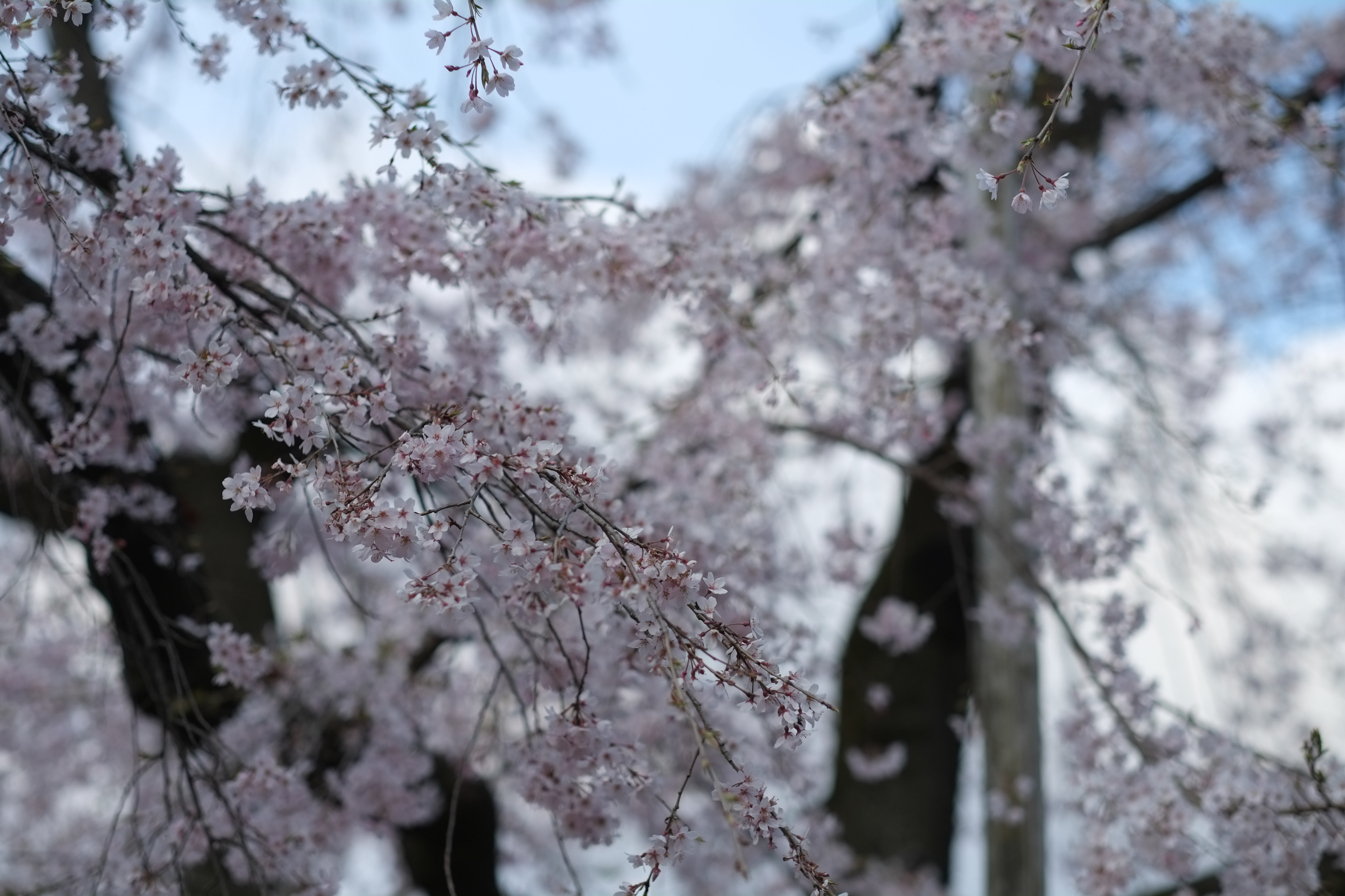 Japan Sakura Winter Wallpapers - Wallpaper Cave