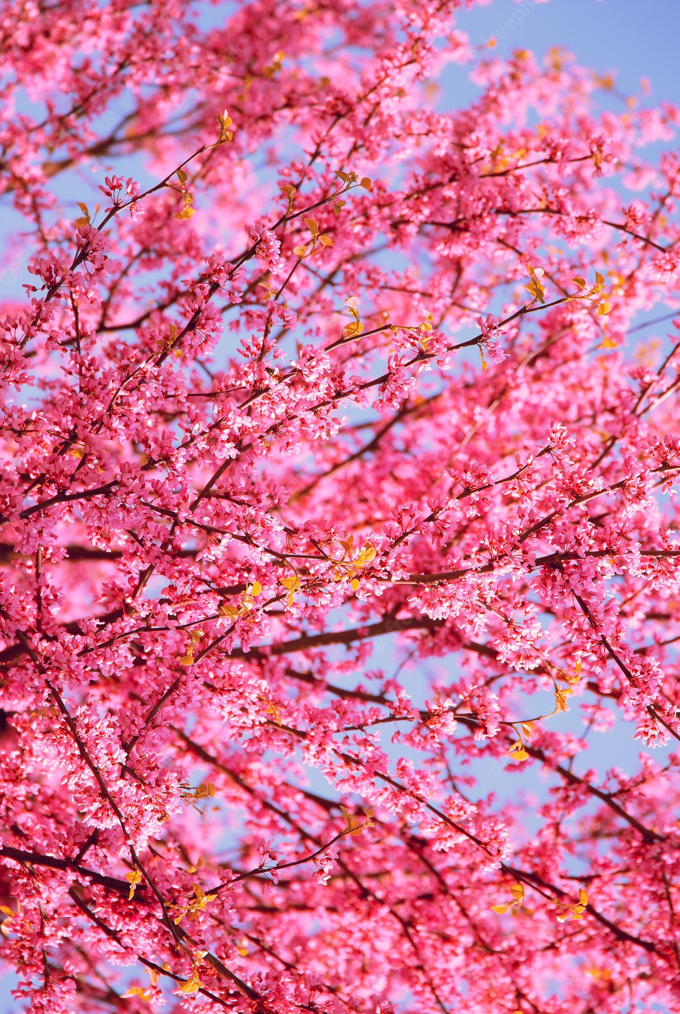 Spring Dark Pink Wallpapers - Wallpaper Cave