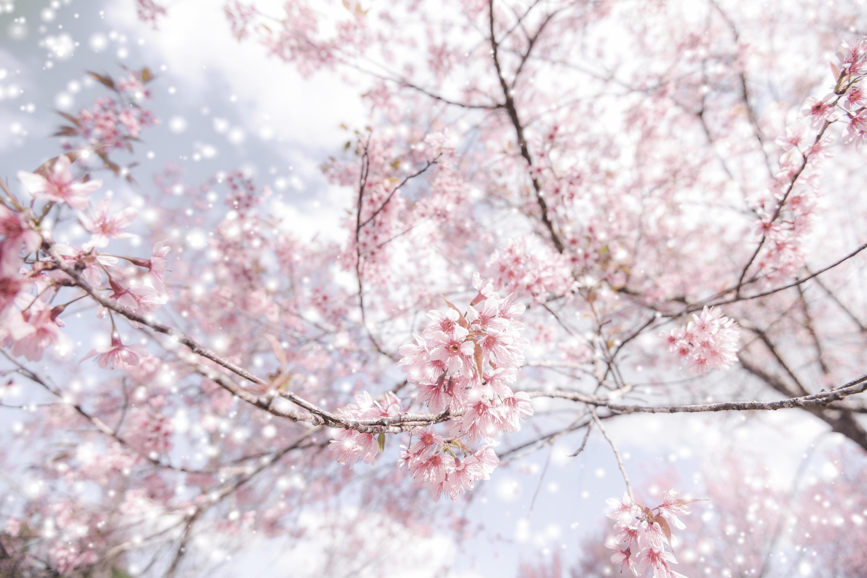 Japan Sakura Winter Wallpapers - Wallpaper Cave