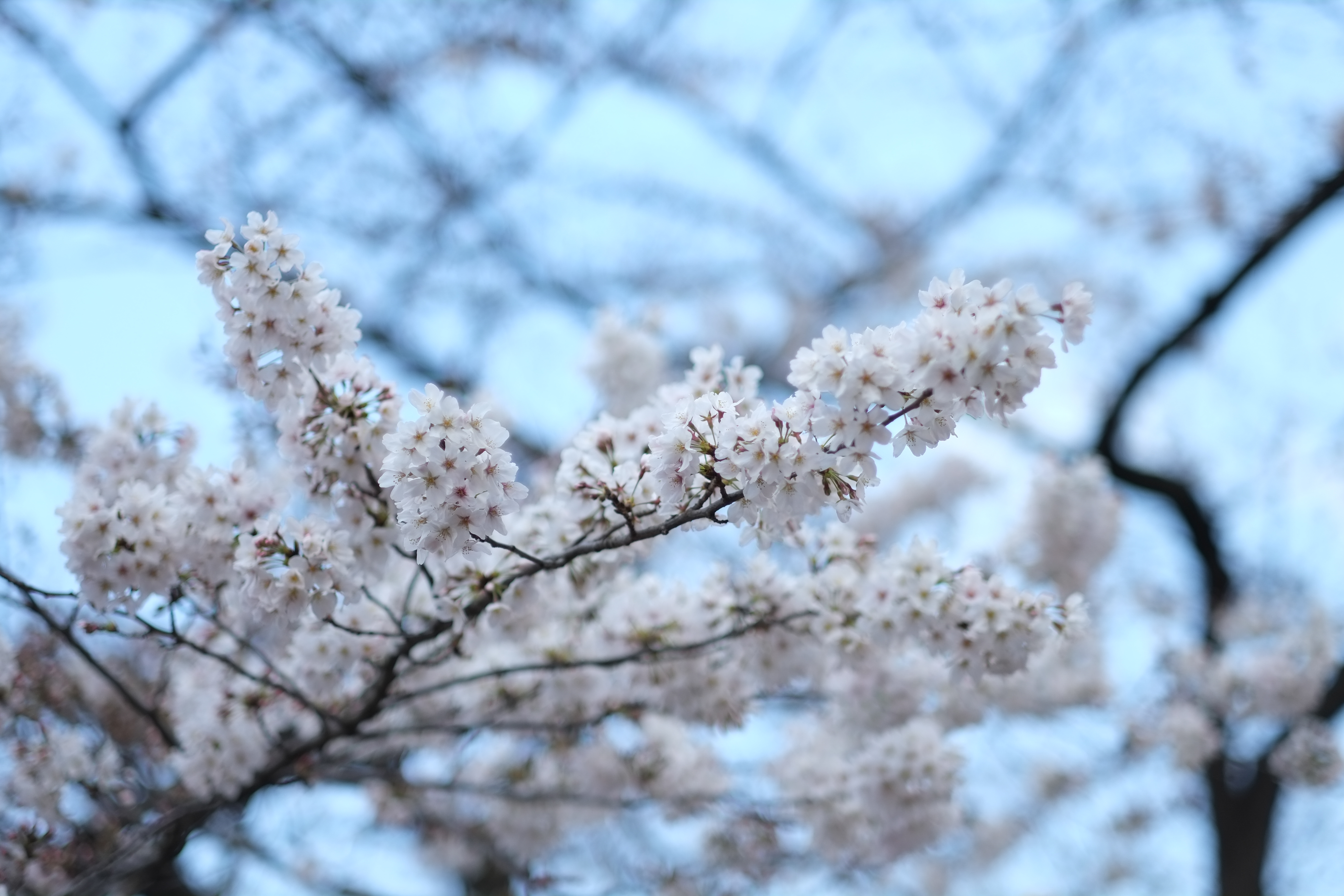 Japan Sakura Winter Wallpapers - Wallpaper Cave