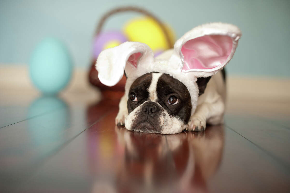 Easter Cute Dog Wallpapers - Wallpaper Cave