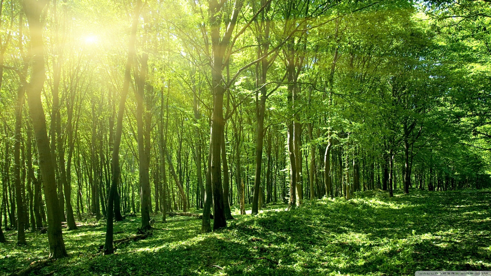 Spring Green Wallpapers - Wallpaper Cave