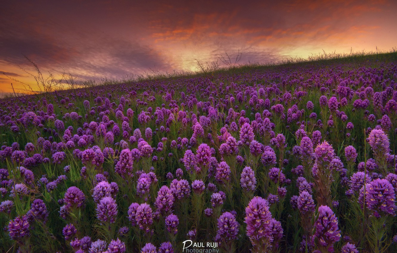 Spring San Francisco Wallpapers - Wallpaper Cave