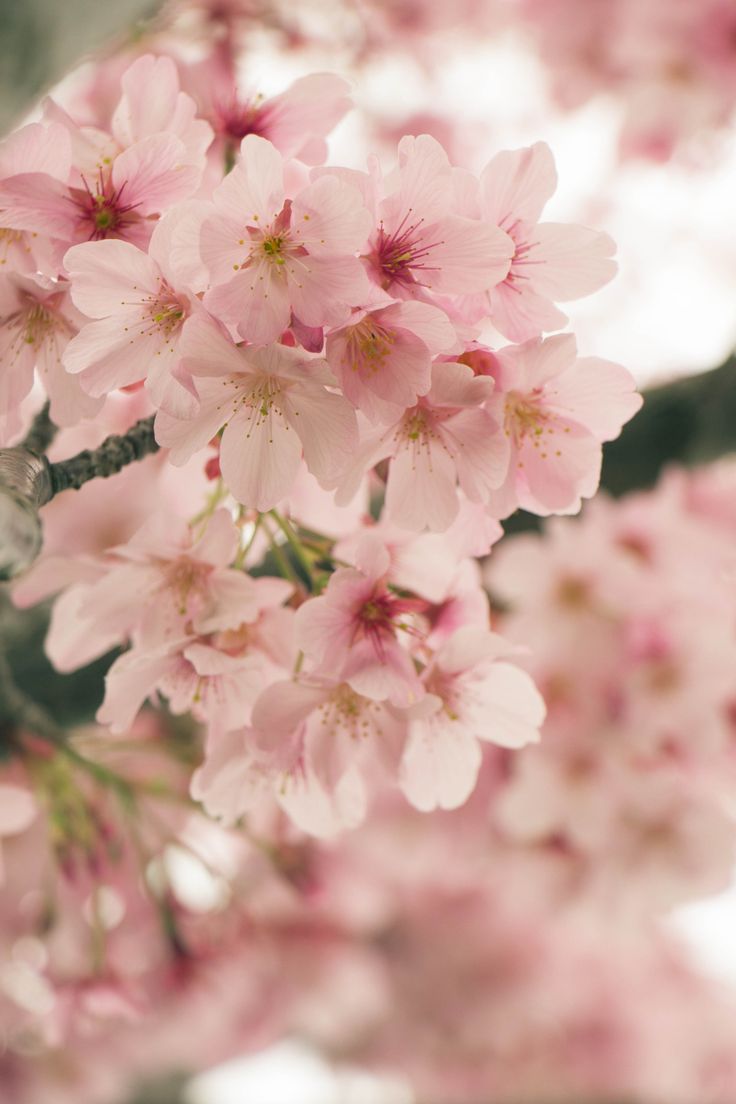 Spring San Francisco Wallpapers - Wallpaper Cave