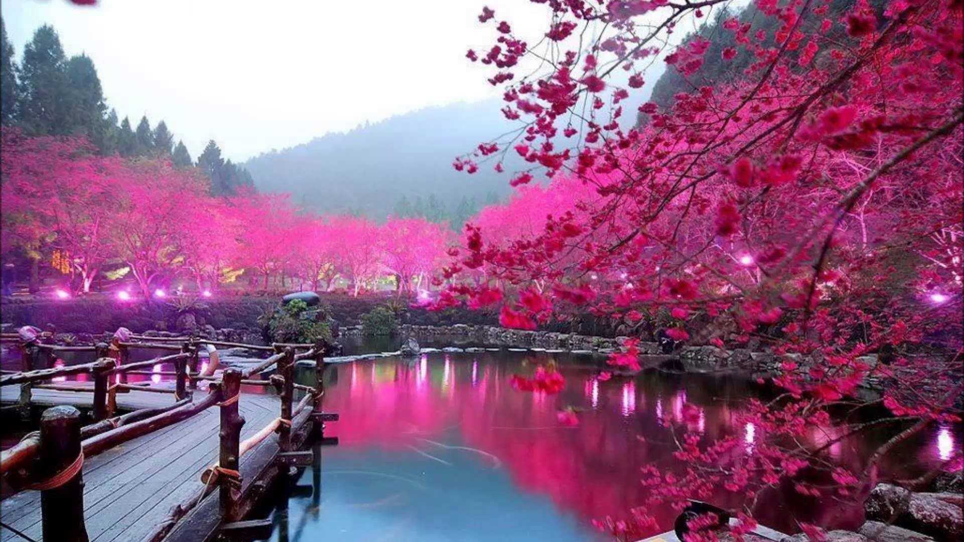 Aesthetic Spring Japan Wallpapers - Wallpaper Cave