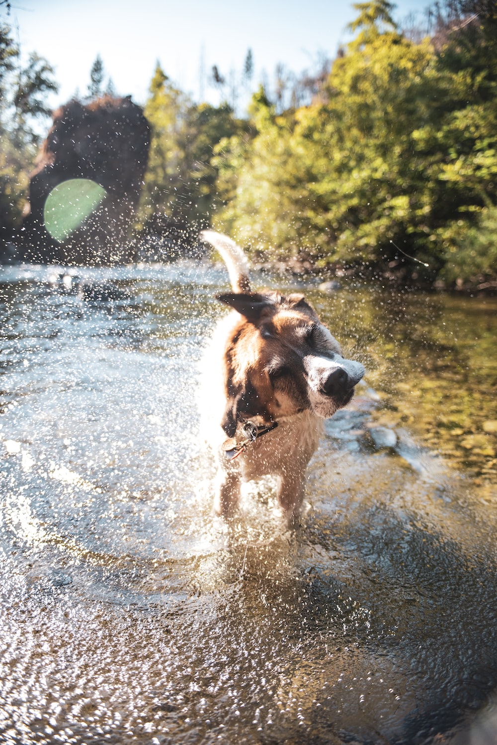 Dogs In Water Wallpapers - Wallpaper Cave