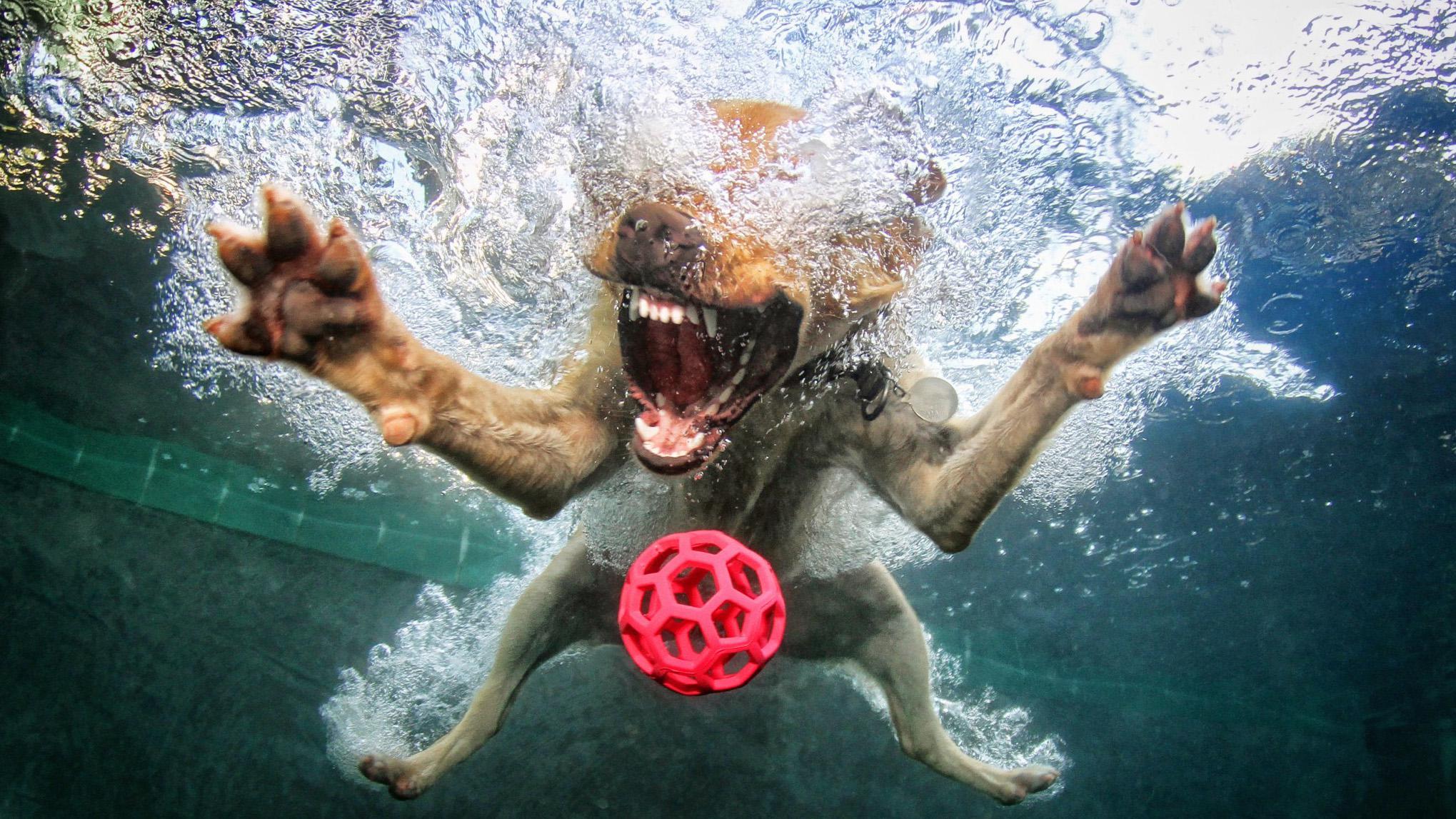 Dog In Water Wallpapers - Wallpaper Cave