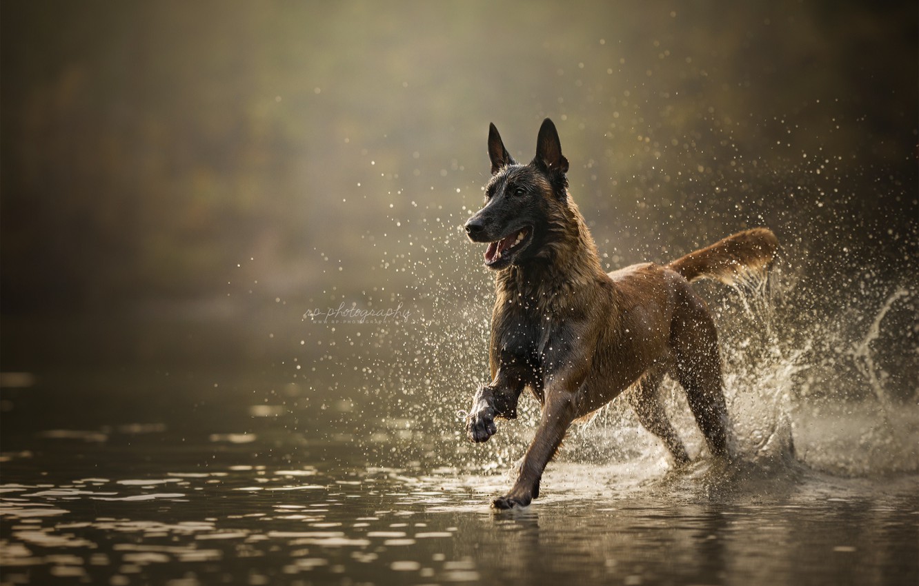 Dog In Water Wallpapers - Wallpaper Cave