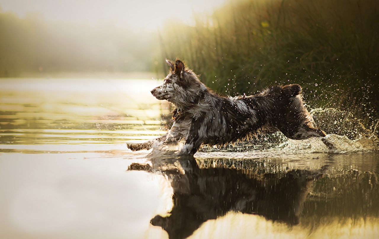 Dog In Water Wallpapers - Wallpaper Cave