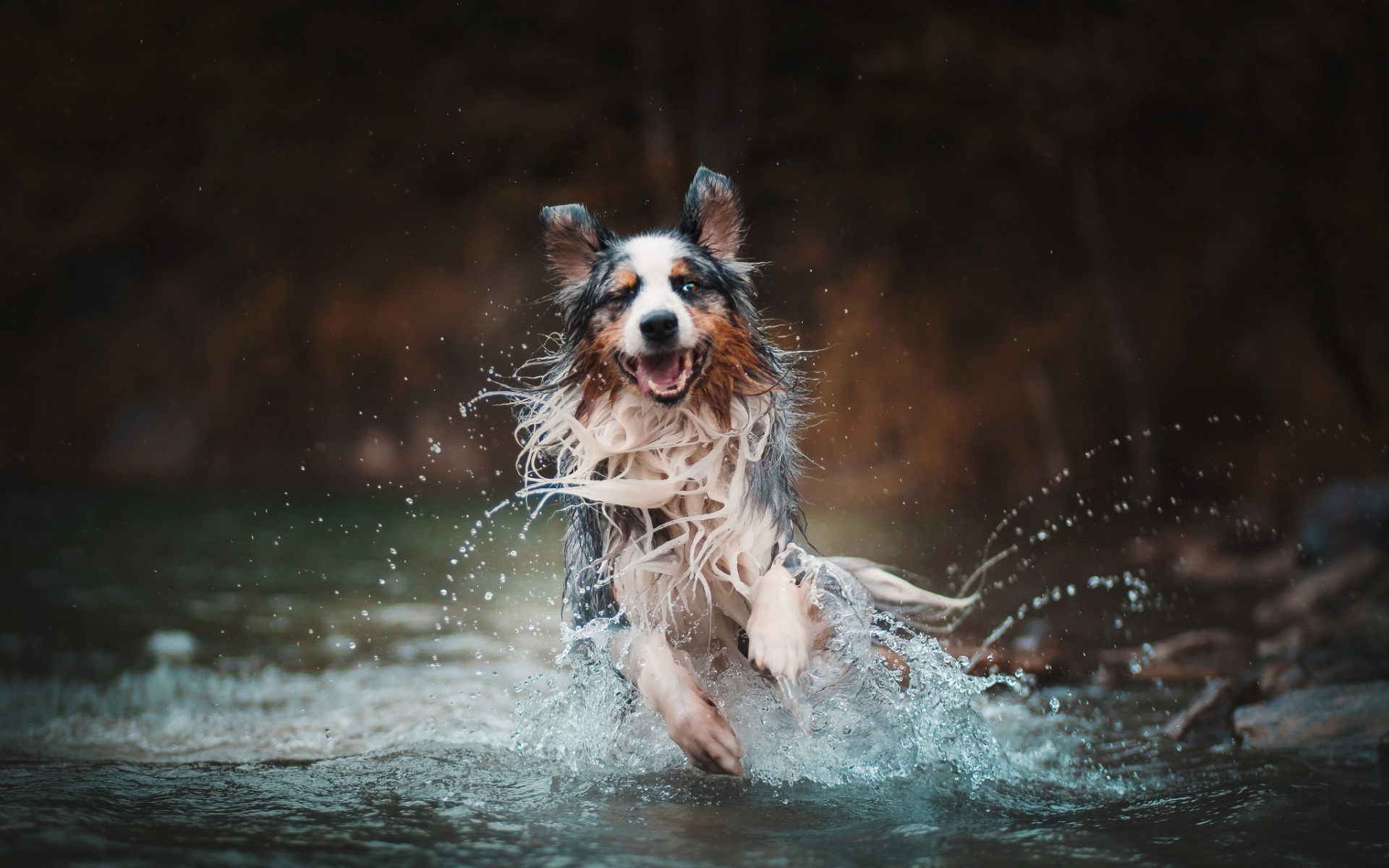Dogs In Water Wallpapers - Wallpaper Cave