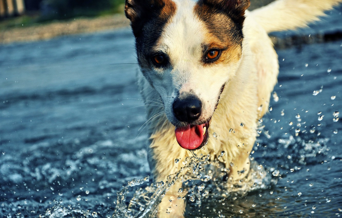 Dogs In Water Wallpapers - Wallpaper Cave