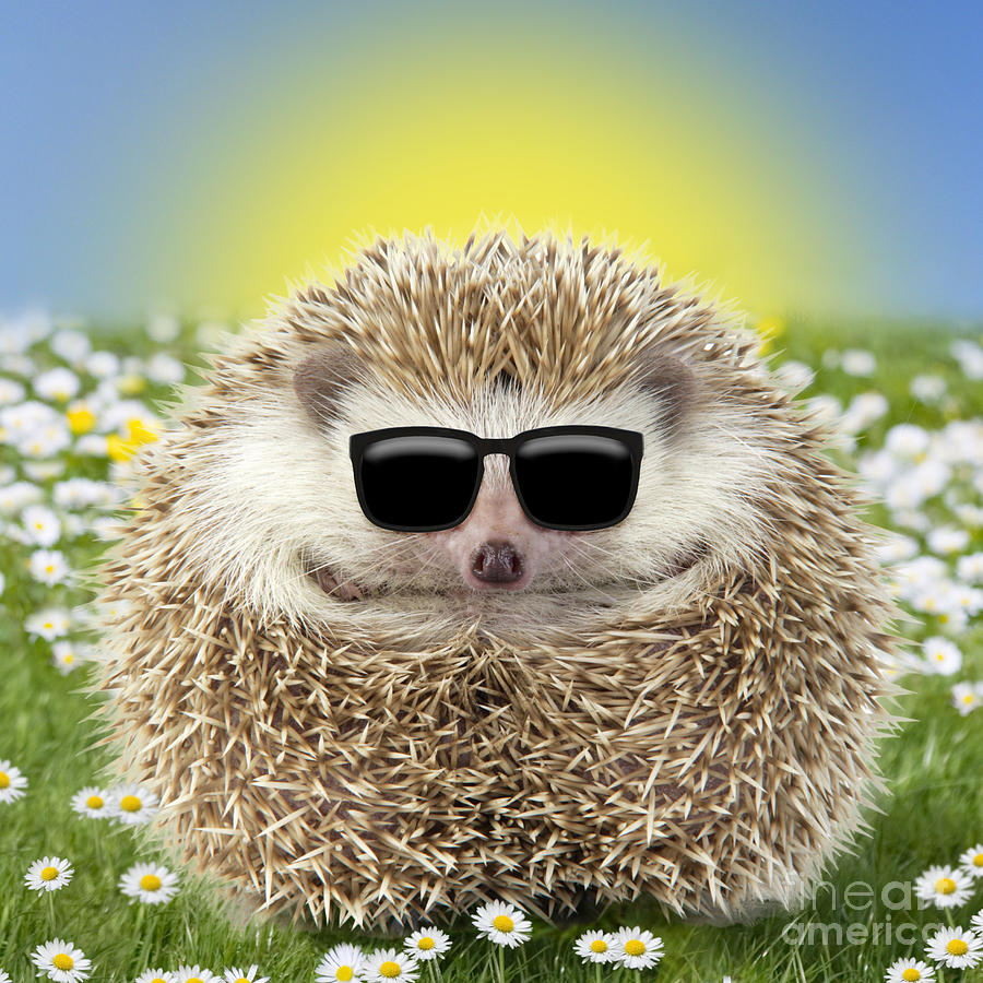 Hedgehog Easter Wallpapers - Wallpaper Cave