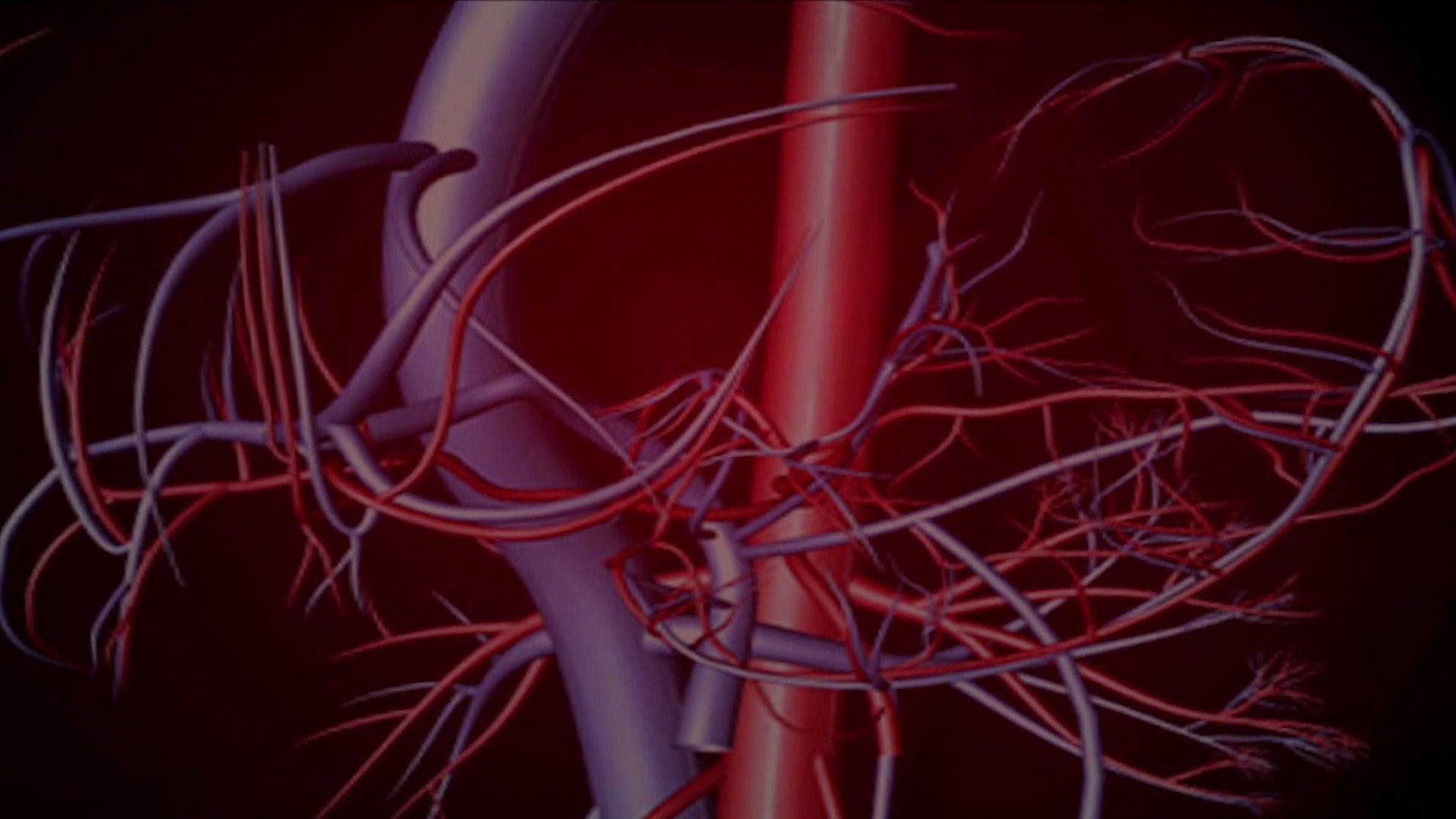 Arteries Wallpapers - Wallpaper Cave