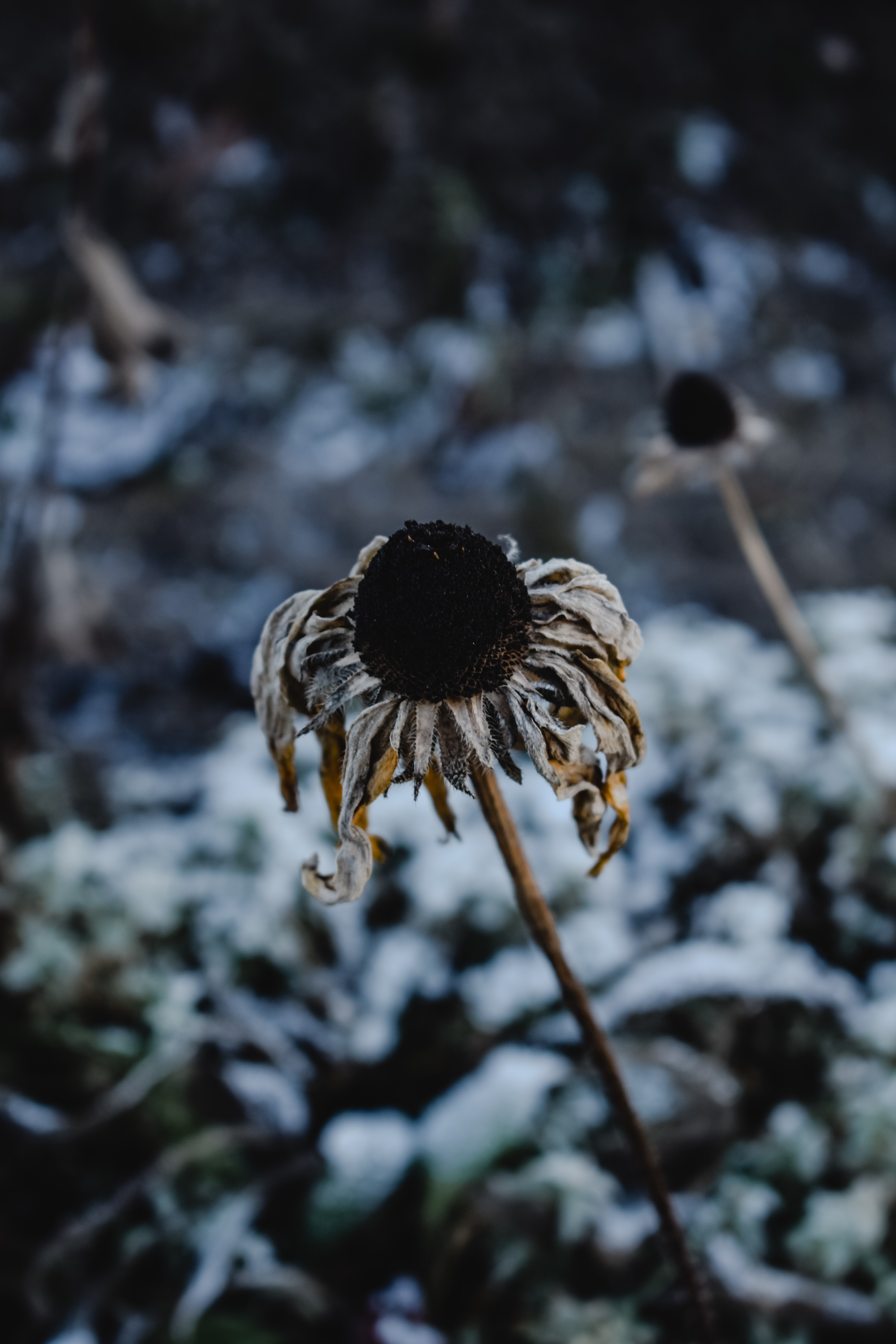 Death Flower Wallpapers - Wallpaper Cave