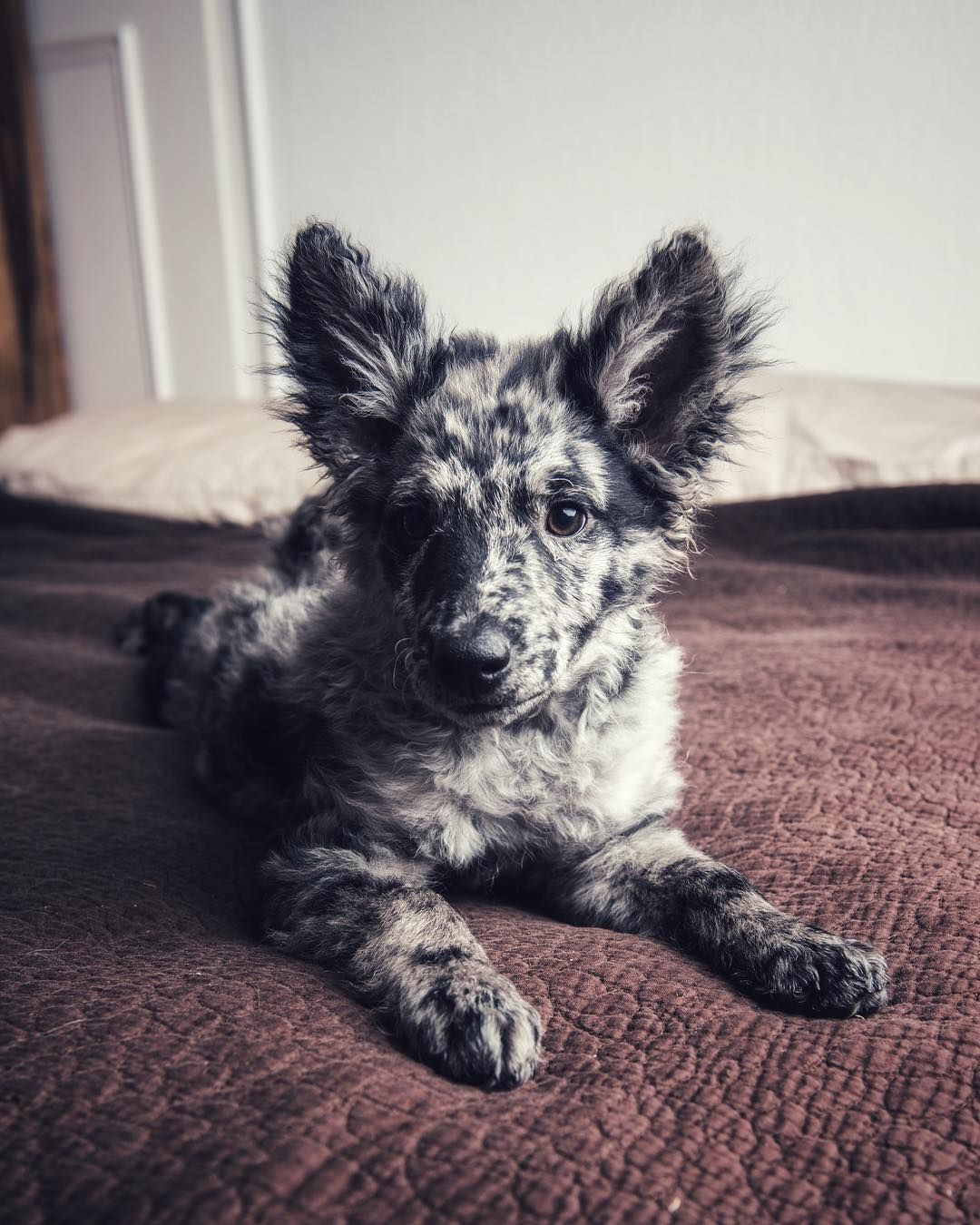 Mudi Dog Wallpapers - Wallpaper Cave